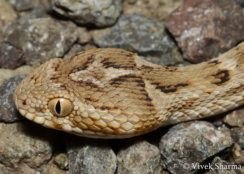 Indian Snakes - Indian Snakebite Initiative