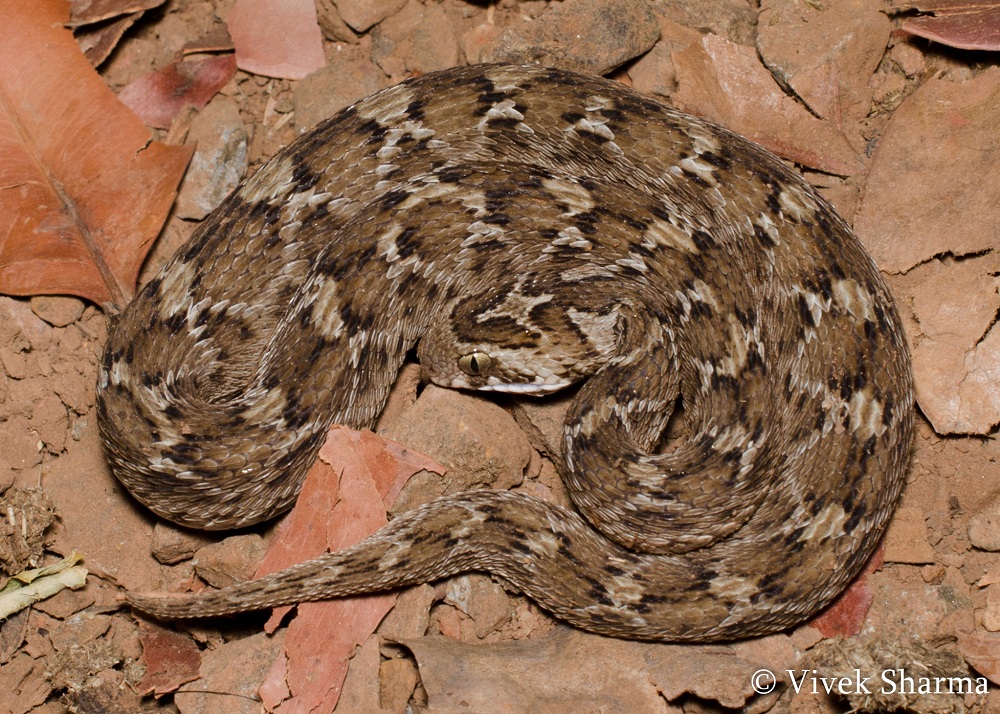 Indian Snakes - Indian Snakebite Initiative
