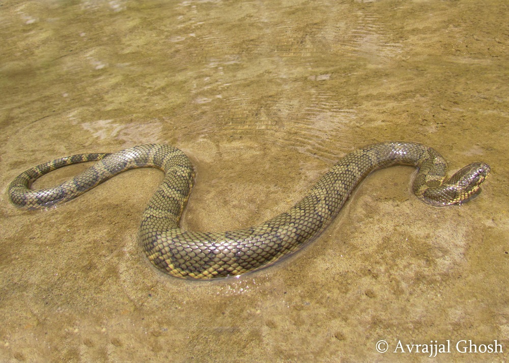 Indian Snakes - Indian Snakebite Initiative