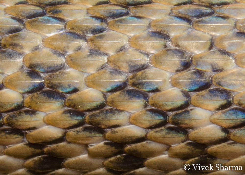 Indian Snakes - Indian Snakebite Initiative