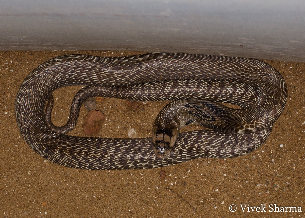 Indian Snakes - Indian Snakebite Initiative