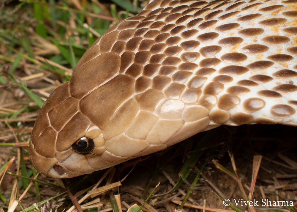 Indian Snakes - Indian Snakebite Initiative