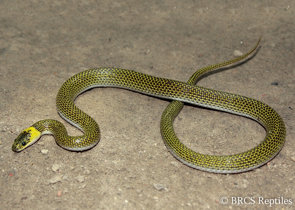 Indian Snakes - Indian Snakebite Initiative