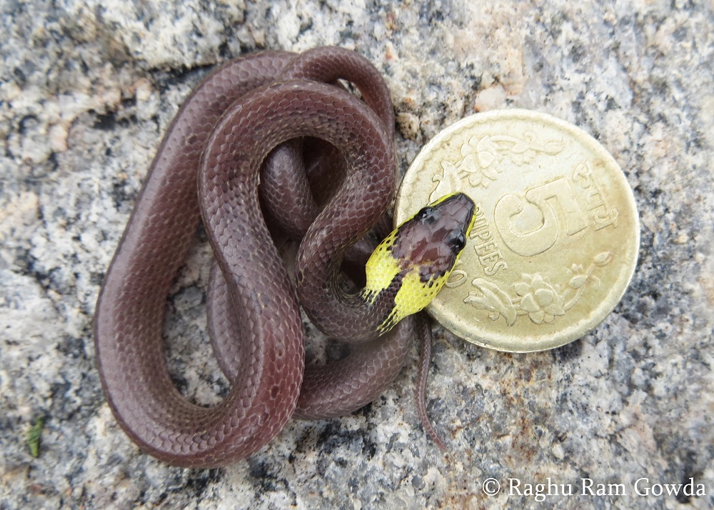 Indian Snakes - Indian Snakebite Initiative