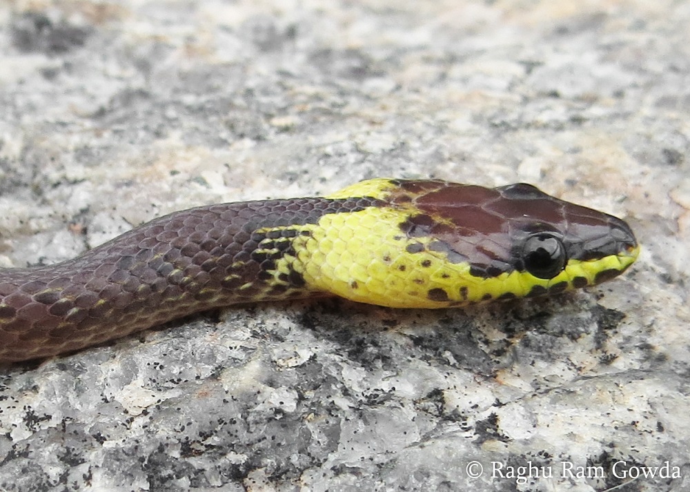 Indian Snakes - Indian Snakebite Initiative