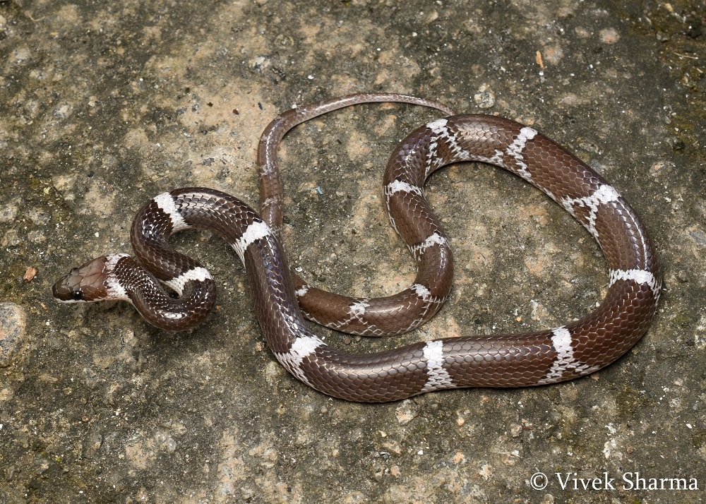 View topic - WotW#064-Adopt(Year of the snake) - Chicken Smoothie