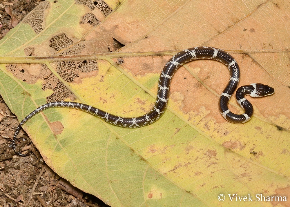 Indian Snakes - Indian Snakebite Initiative