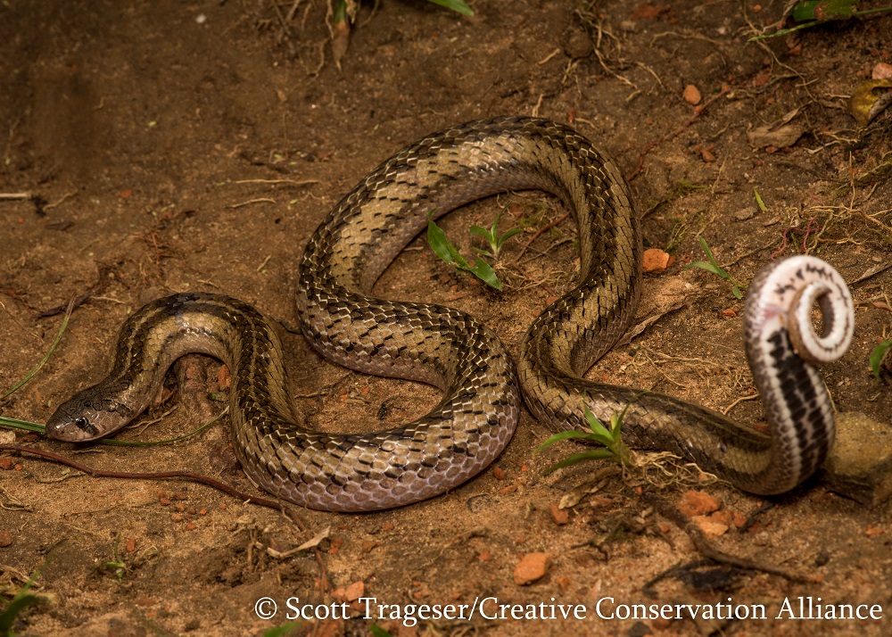 Indian Snakes - Indian Snakebite Initiative