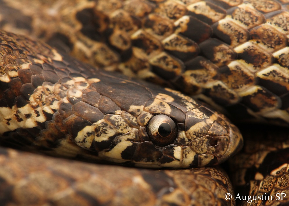 Indian Snakes - Indian Snakebite Initiative