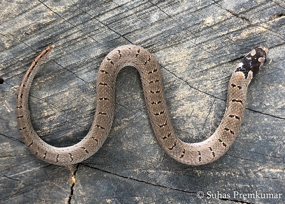 Indian Snakes - Indian Snakebite Initiative