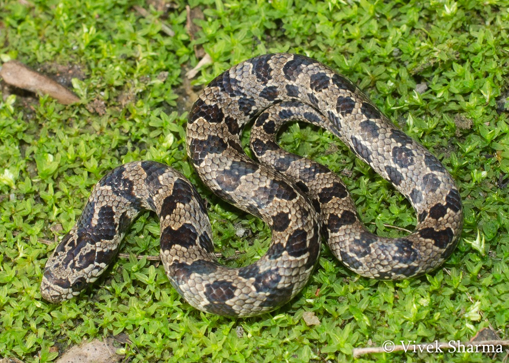 Indian Snakes - Indian Snakebite Initiative