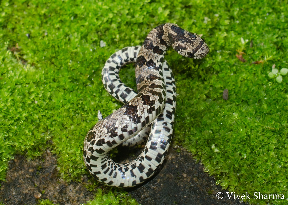 Indian Snakes - Indian Snakebite Initiative