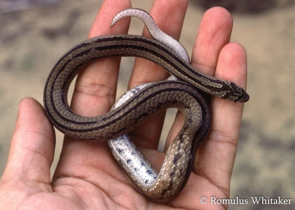 Indian Snakes - Indian Snakebite Initiative
