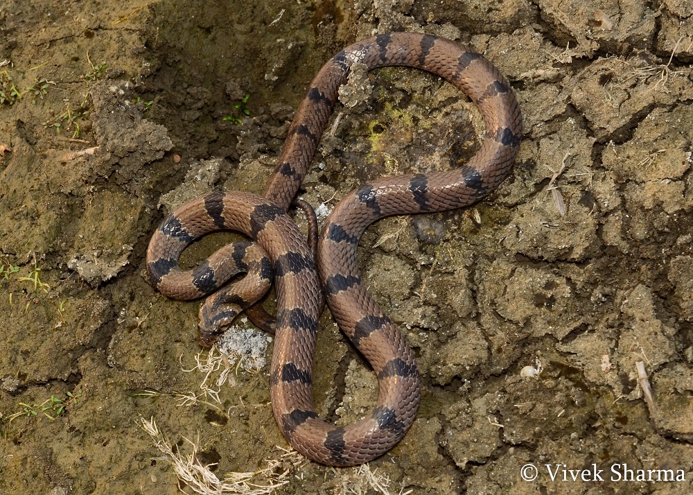 Indian Snakes - Indian Snakebite Initiative