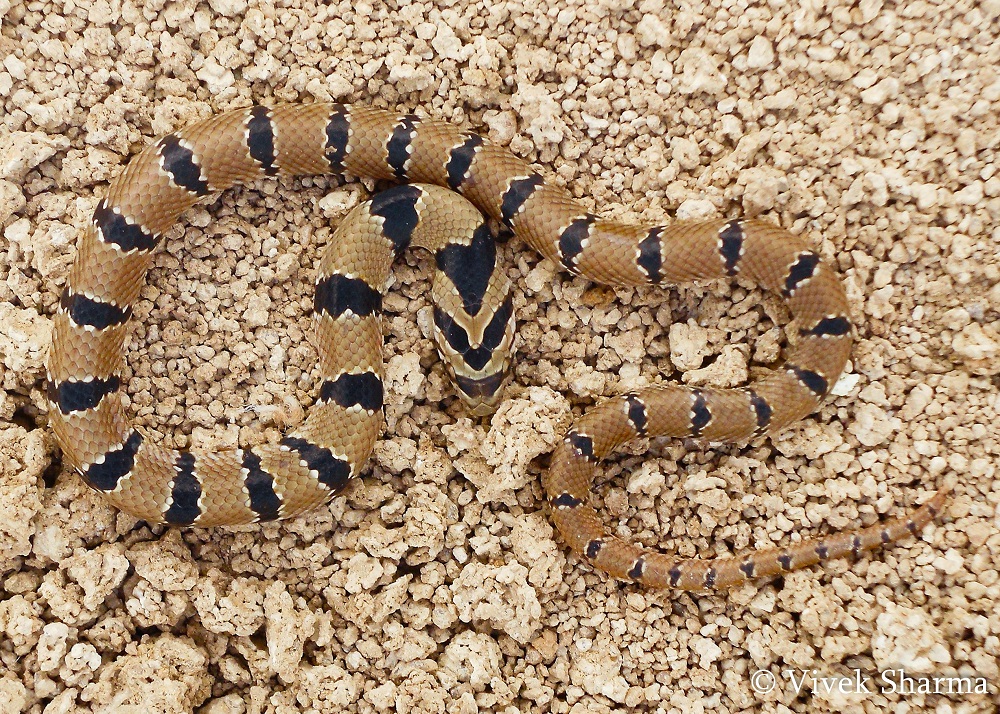 Indian Snakes - Indian Snakebite Initiative