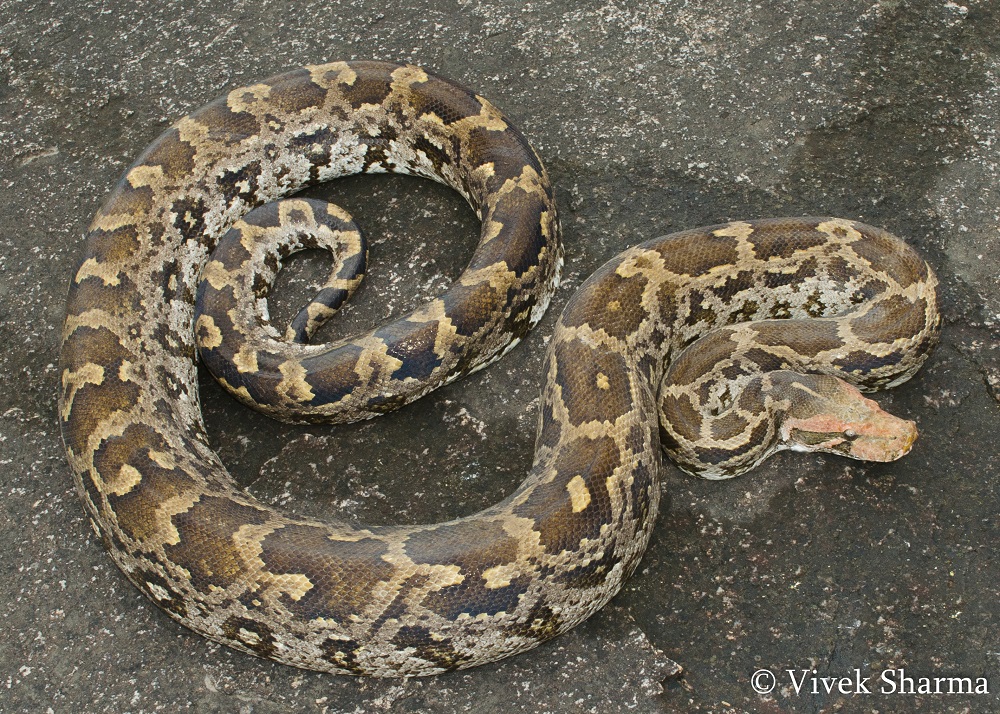 Indian Snakes - Indian Snakebite Initiative