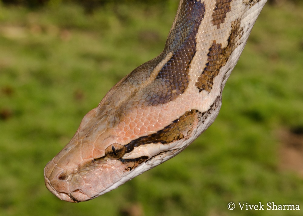 Indian Snakes - Indian Snakebite Initiative