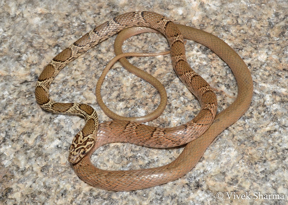 Indian Snakes - Indian Snakebite Initiative
