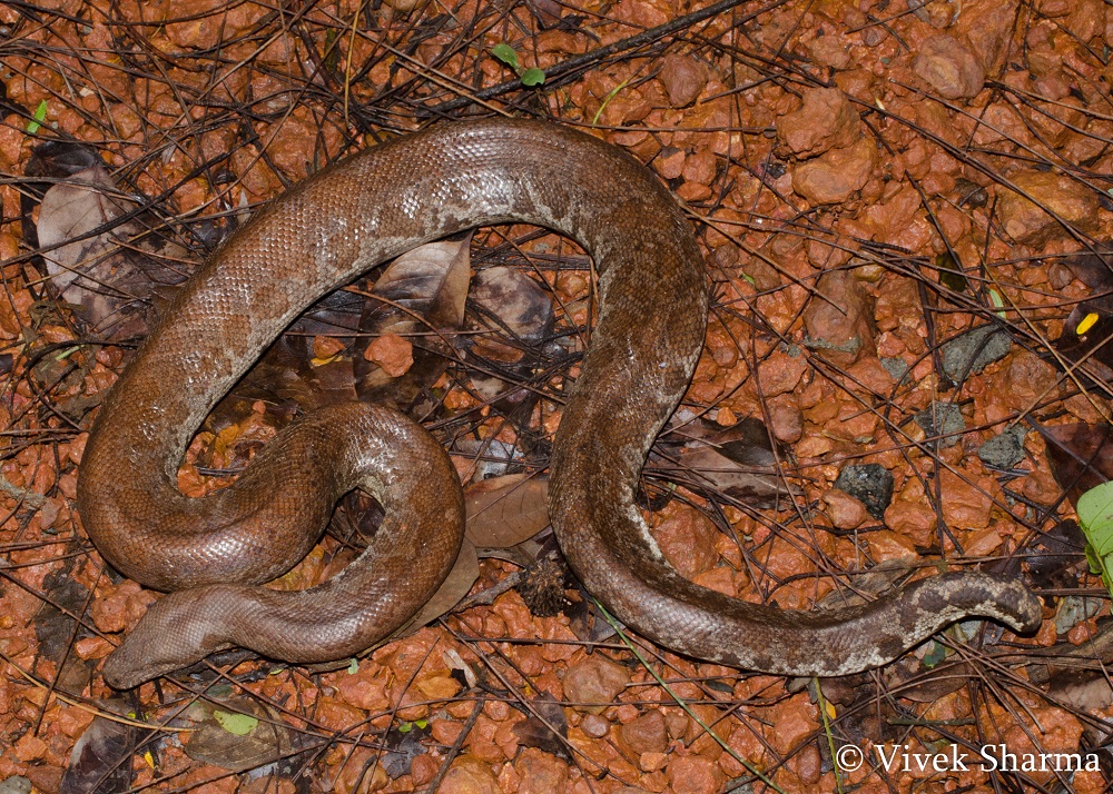Indian Snakes - Indian Snakebite Initiative