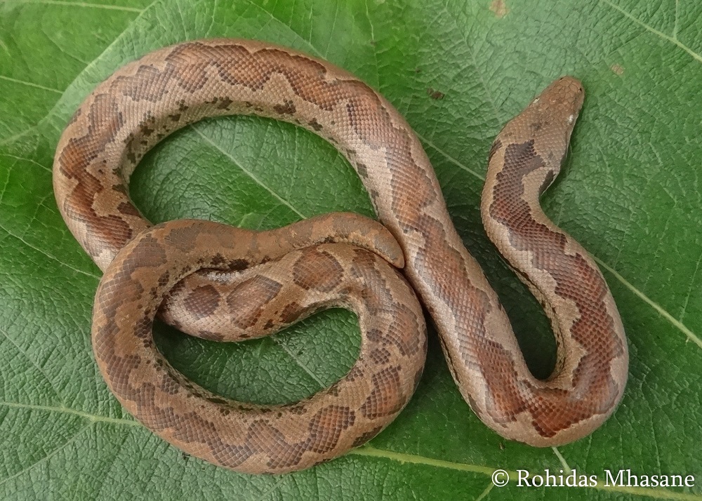 Indian Snakes - Indian Snakebite Initiative