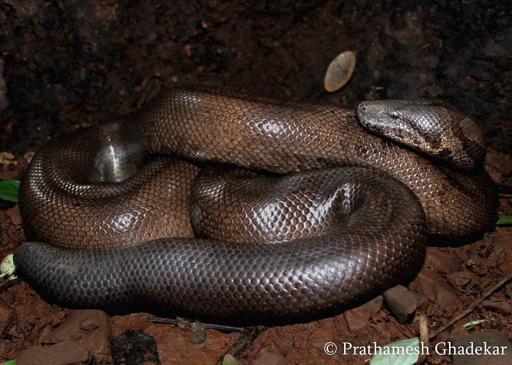 Indian Snakes - Indian Snakebite Initiative