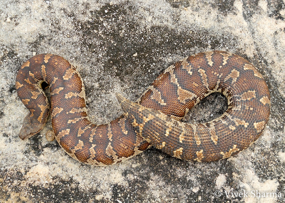 Indian Snakes - Indian Snakebite Initiative