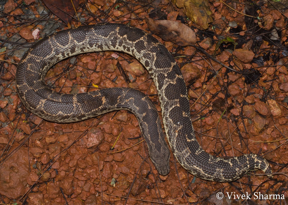 Indian Snakes - Indian Snakebite Initiative