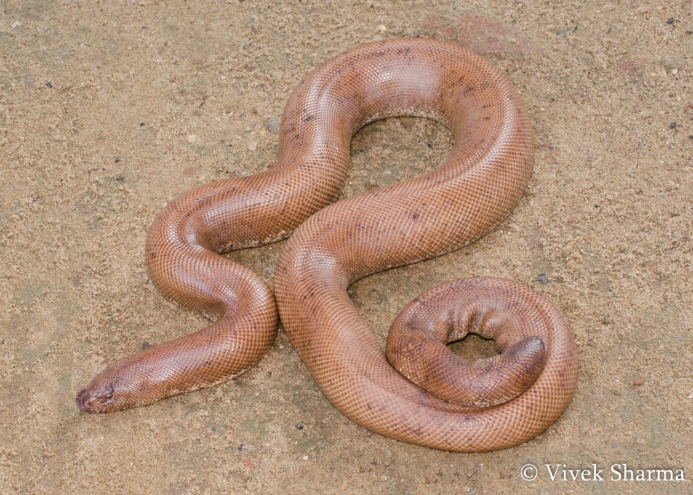 Indian Snakes - Indian Snakebite Initiative