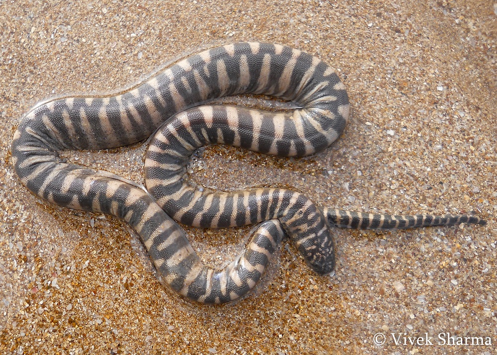 Indian Snakes - Indian Snakebite Initiative