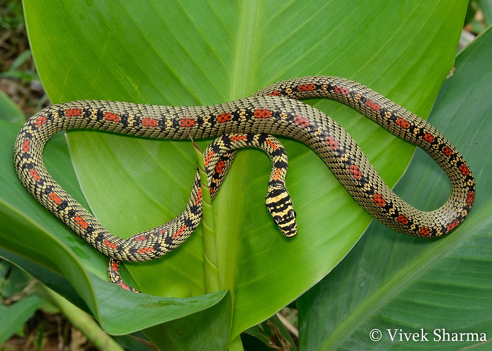 Indian Snakes - Indian Snakebite Initiative