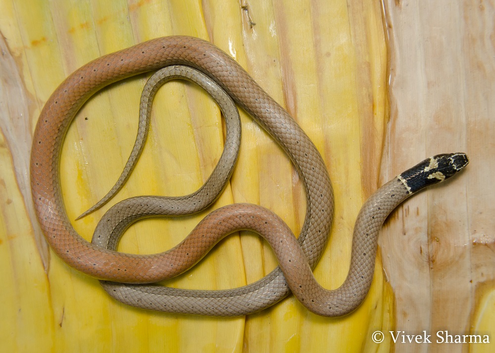 Indian Snakes - Indian Snakebite Initiative