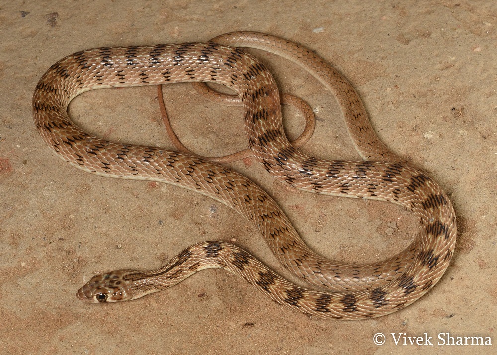 Indian Snakes - Indian Snakebite Initiative