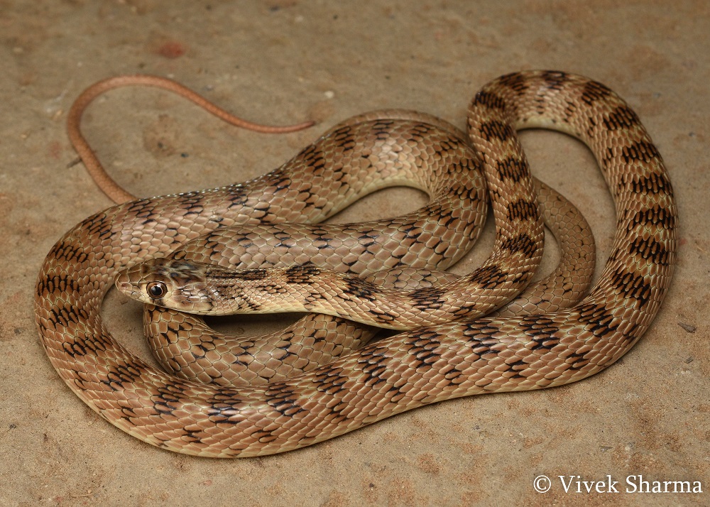 Indian Snakes - Indian Snakebite Initiative