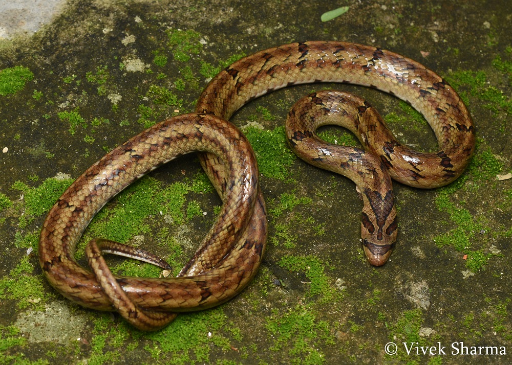 Indian Snakes - Indian Snakebite Initiative