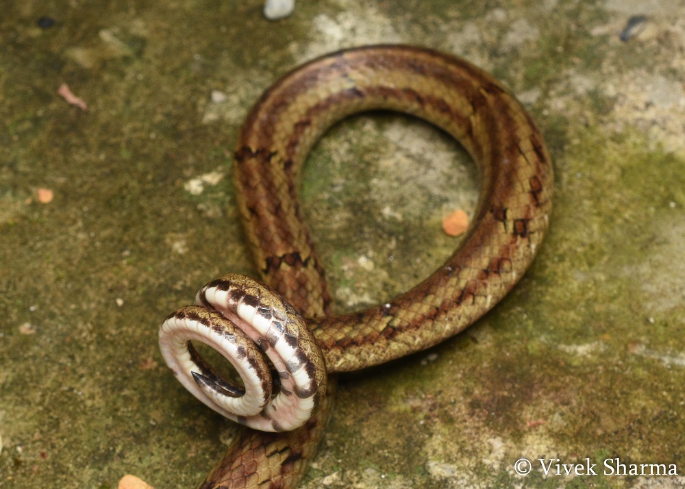 Indian Snakes - Indian Snakebite Initiative