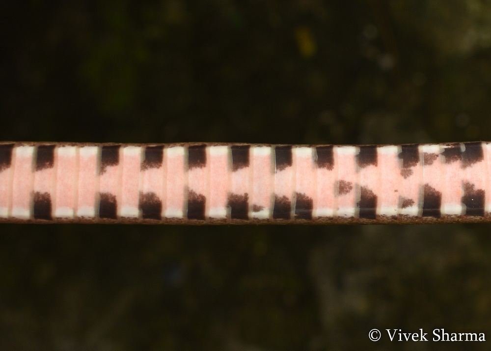 Indian Snakes - Indian Snakebite Initiative