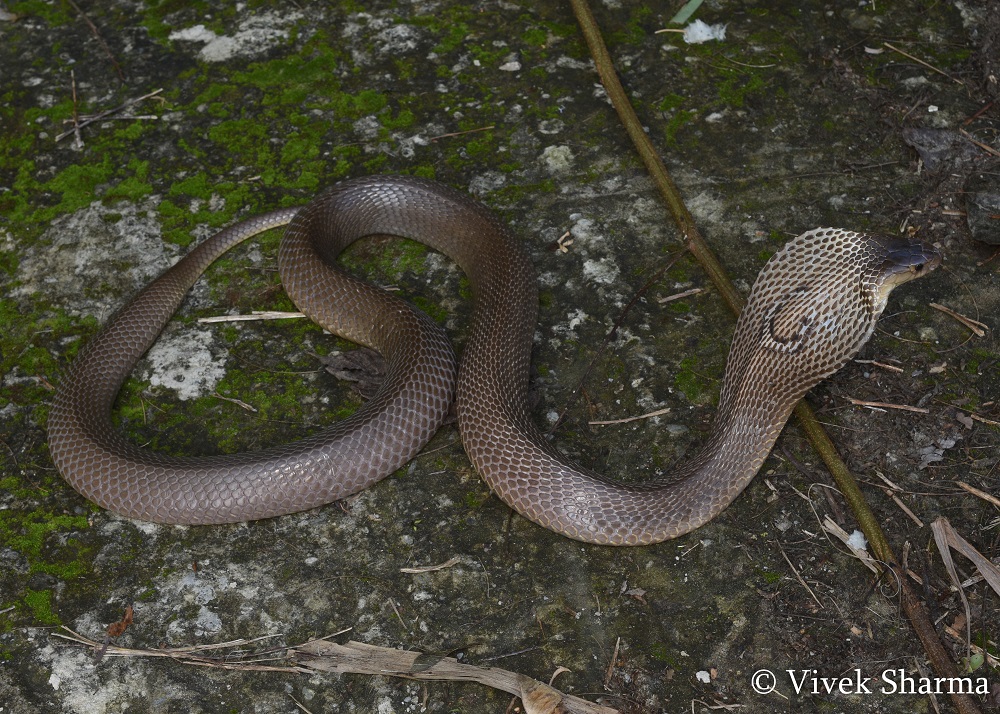 Indian Snakes - Indian Snakebite Initiative