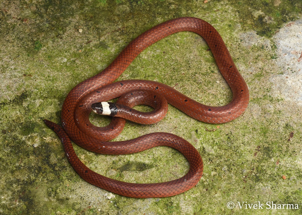 Indian Snakes - Indian Snakebite Initiative