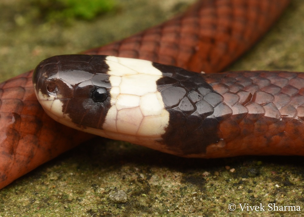 Indian Snakes - Indian Snakebite Initiative