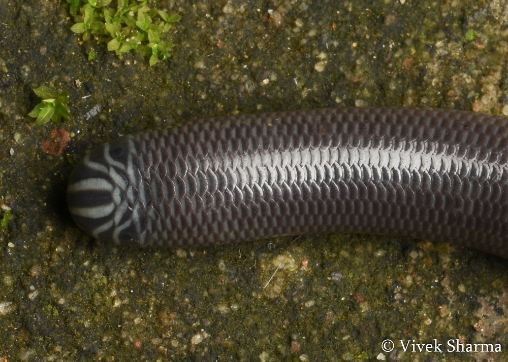 Indian Snakes - Indian Snakebite Initiative