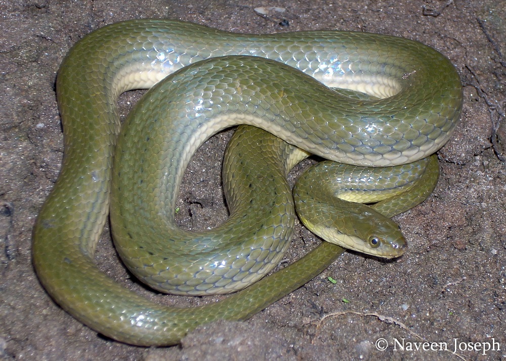 Indian Snakes - Indian Snakebite Initiative