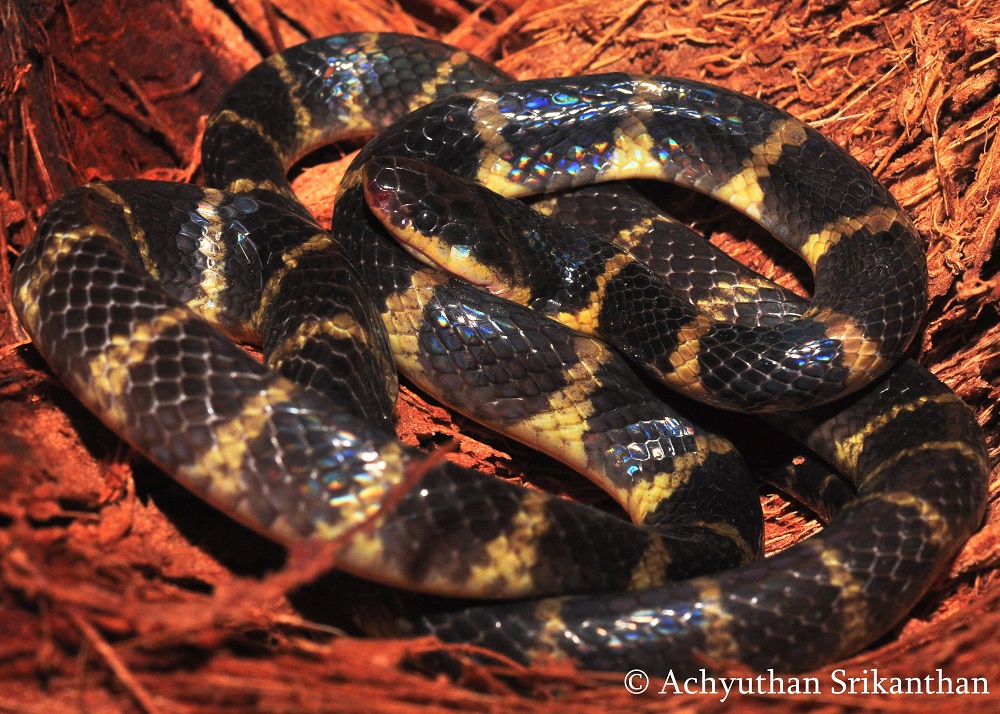 Indian Snakes - Indian Snakebite Initiative