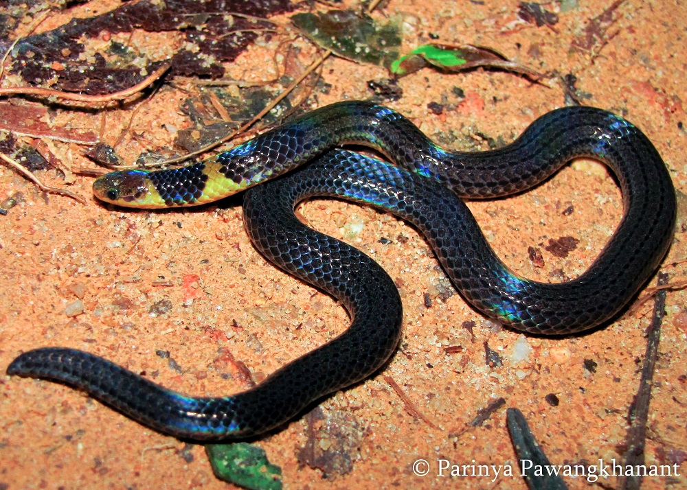 Indian Snakes - Indian Snakebite Initiative