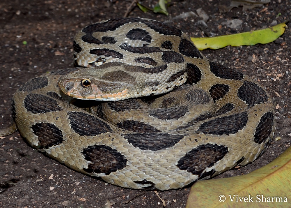 Indian Snakes - Indian Snakebite Initiative