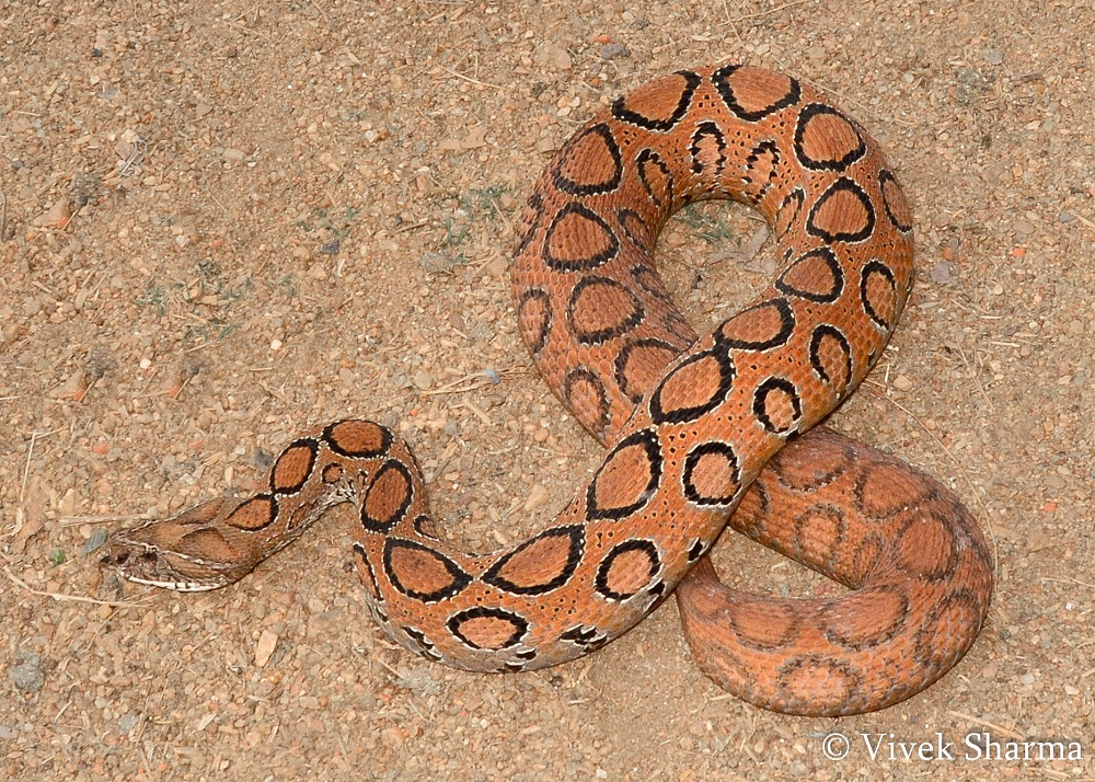 Indian Snakes - Indian Snakebite Initiative