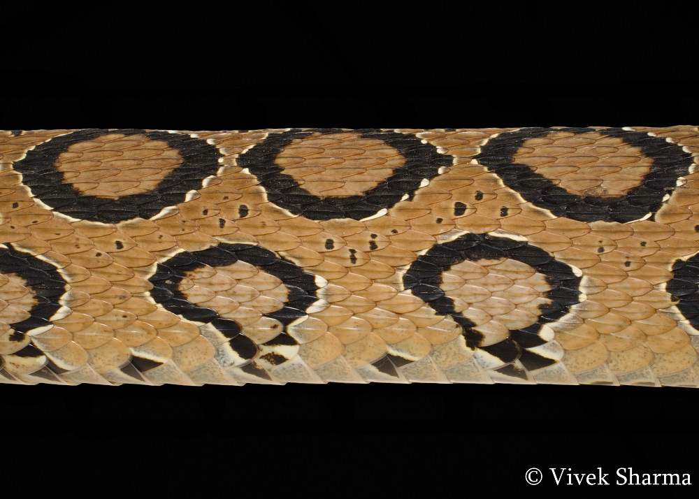 Indian Snakes - Indian Snakebite Initiative