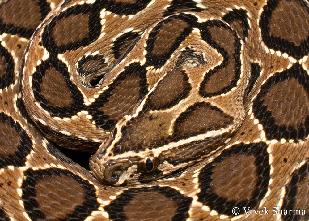 Indian Snakes - Indian Snakebite Initiative