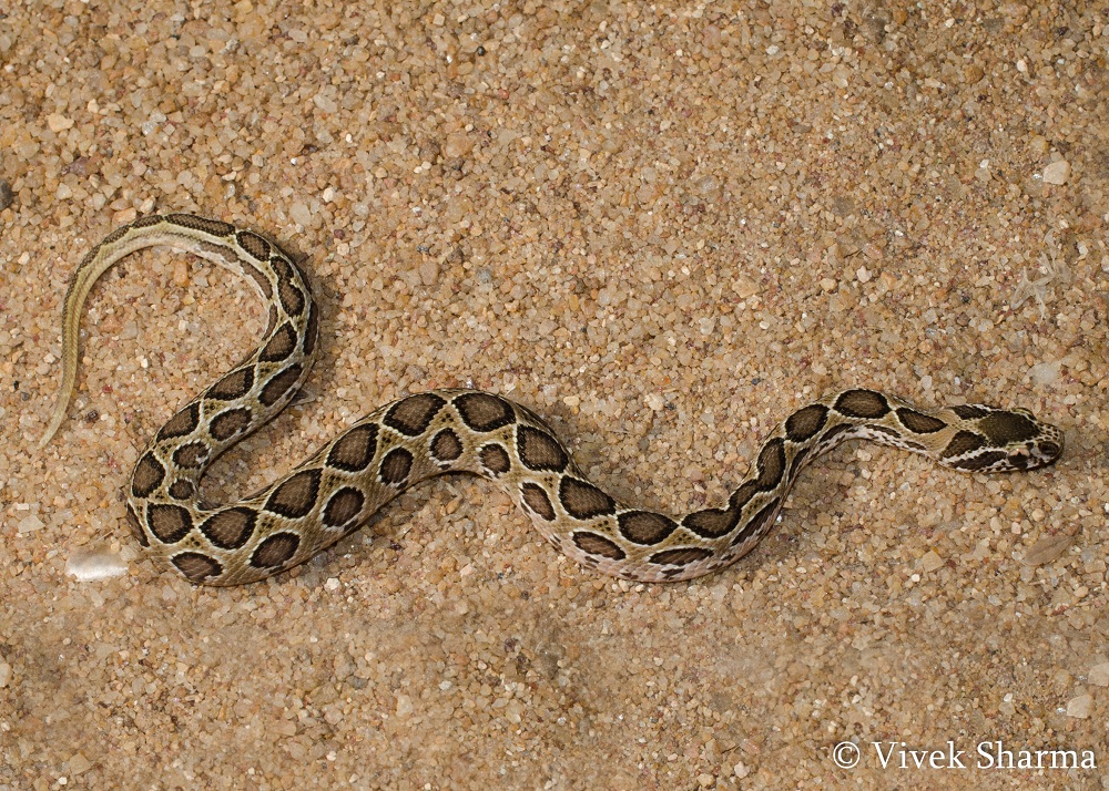 Indian Snakes - Indian Snakebite Initiative