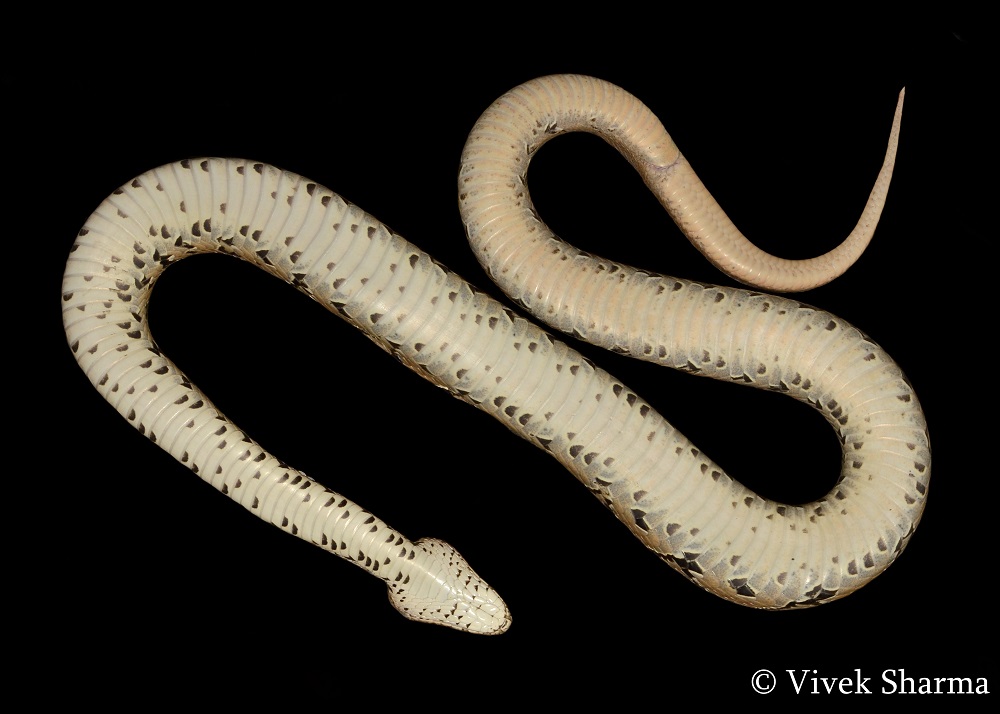 Indian Snakes - Indian Snakebite Initiative