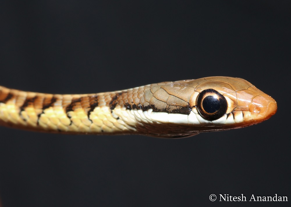 Indian Snakes - Indian Snakebite Initiative